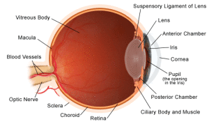eye_anatomy1 | Young Men's Health
